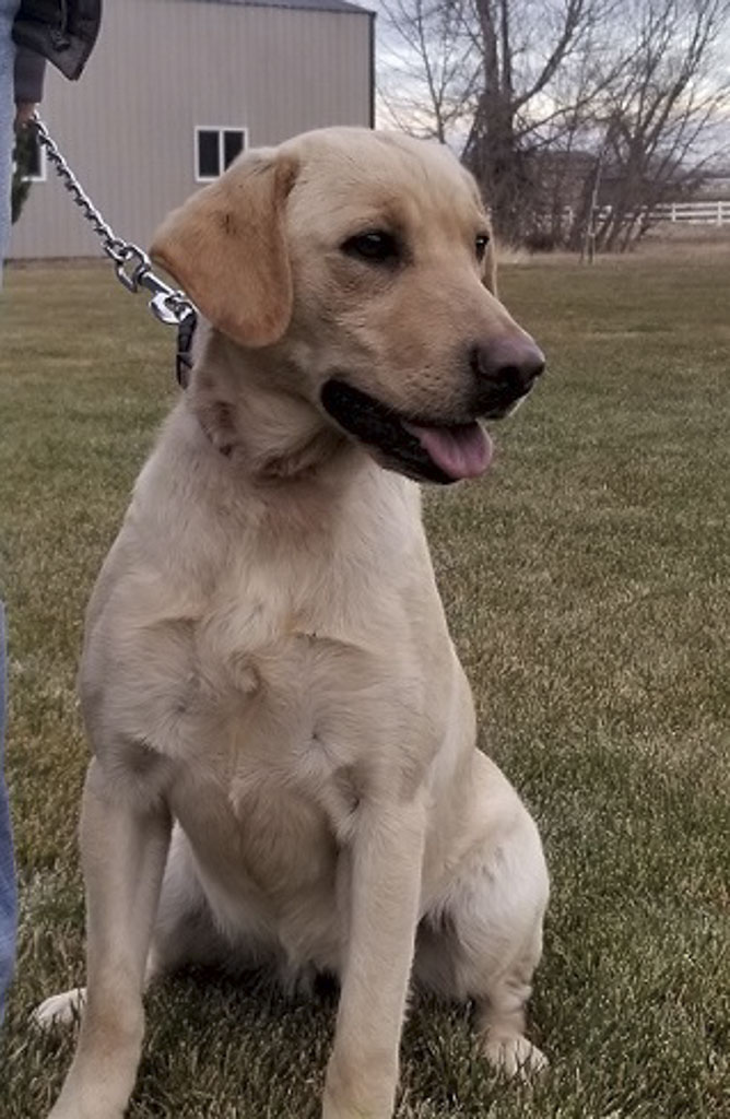 Holly3Snake_River_Retrievers_holly_american_lab_ | Snake River Retrievers
